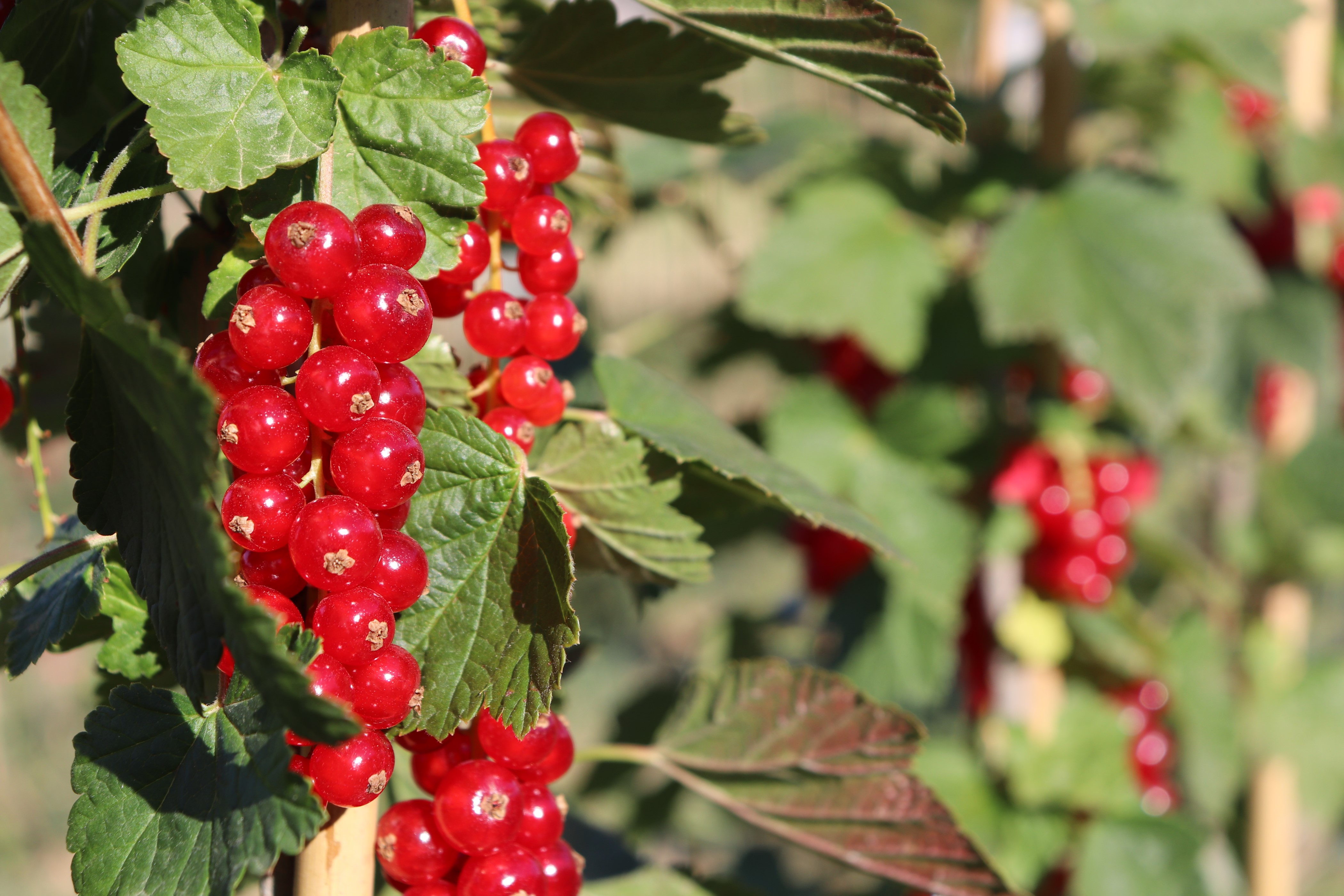 Rote Johannisbeeren - Obstbau Holderrieth in Schwaigern